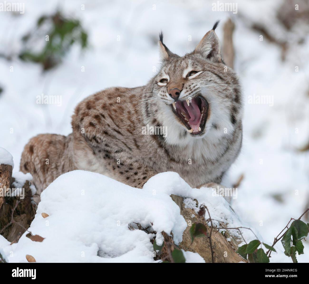 Eurasian Lynx (Lynx lynx) sitting on a tree trunk in the snow and ...