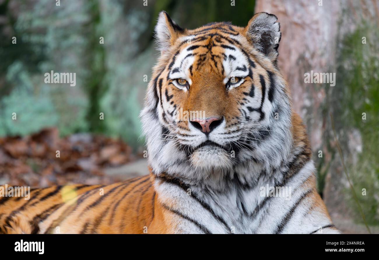 Siberian tiger (Panthera tigris altaica), portrait, occurrence in ...