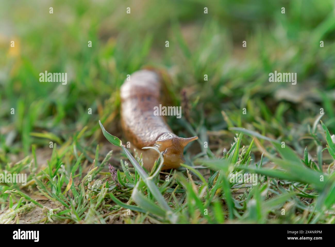 Slug up close hi-res stock photography and images - Alamy