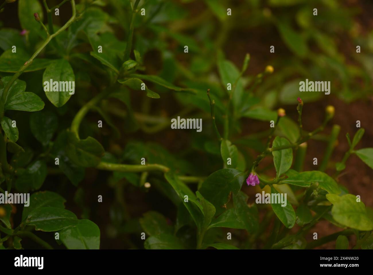 Nigeria rural water leaf plant available in most African rainforest and ...