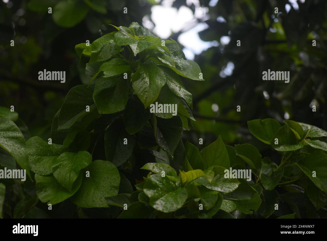 A scene through an African rainforest foliage with lush leaves and ...