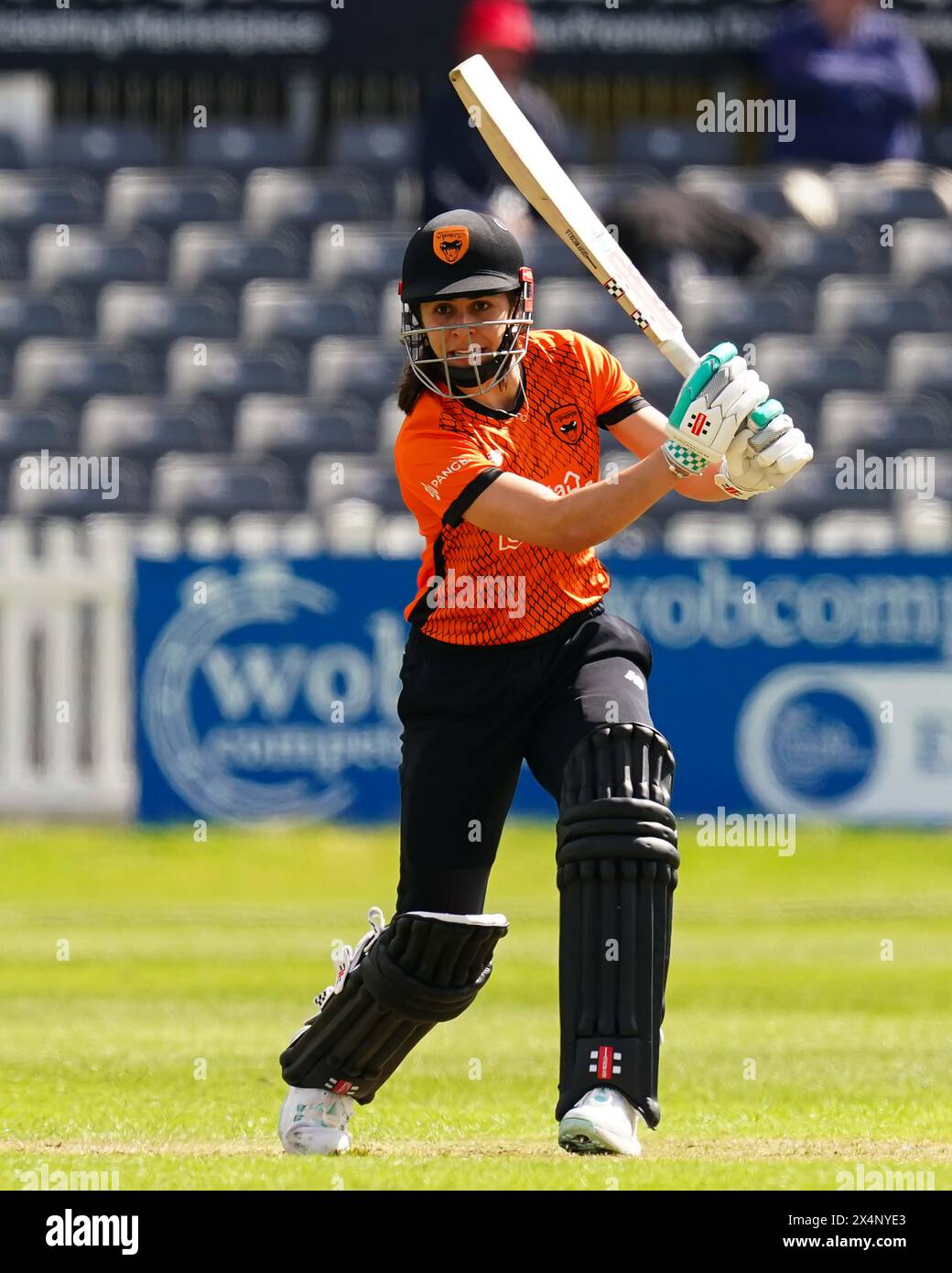 Bouchier cricket vipers hi-res stock photography and images - Alamy