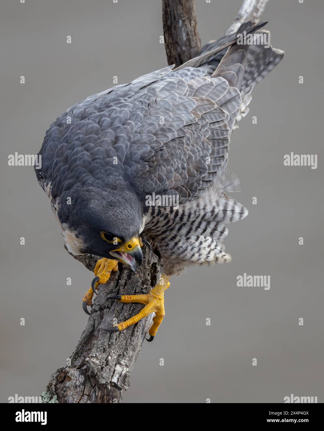 Peregrine Falcon hunting in New Jersey Stock Photo - Alamy