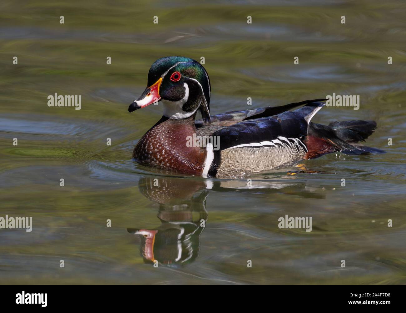 Drake nature hi-res stock photography and images - Alamy