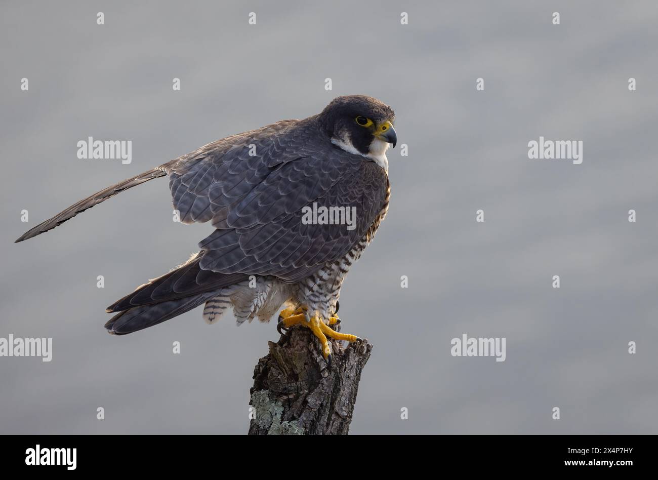 Peregrine falcon hunting for birds in New Jersey Stock Photo - Alamy