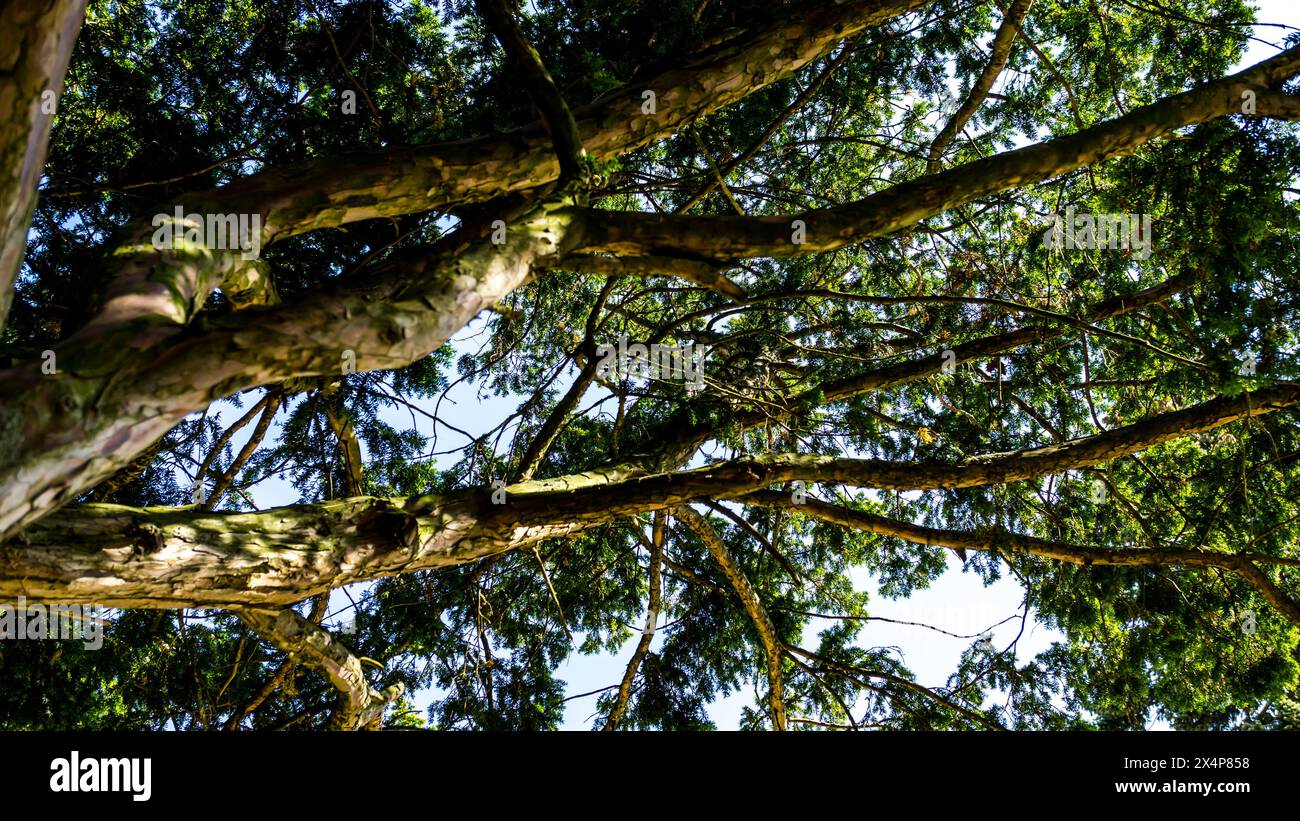 Tree crowns green leaves hi-res stock photography and images - Alamy