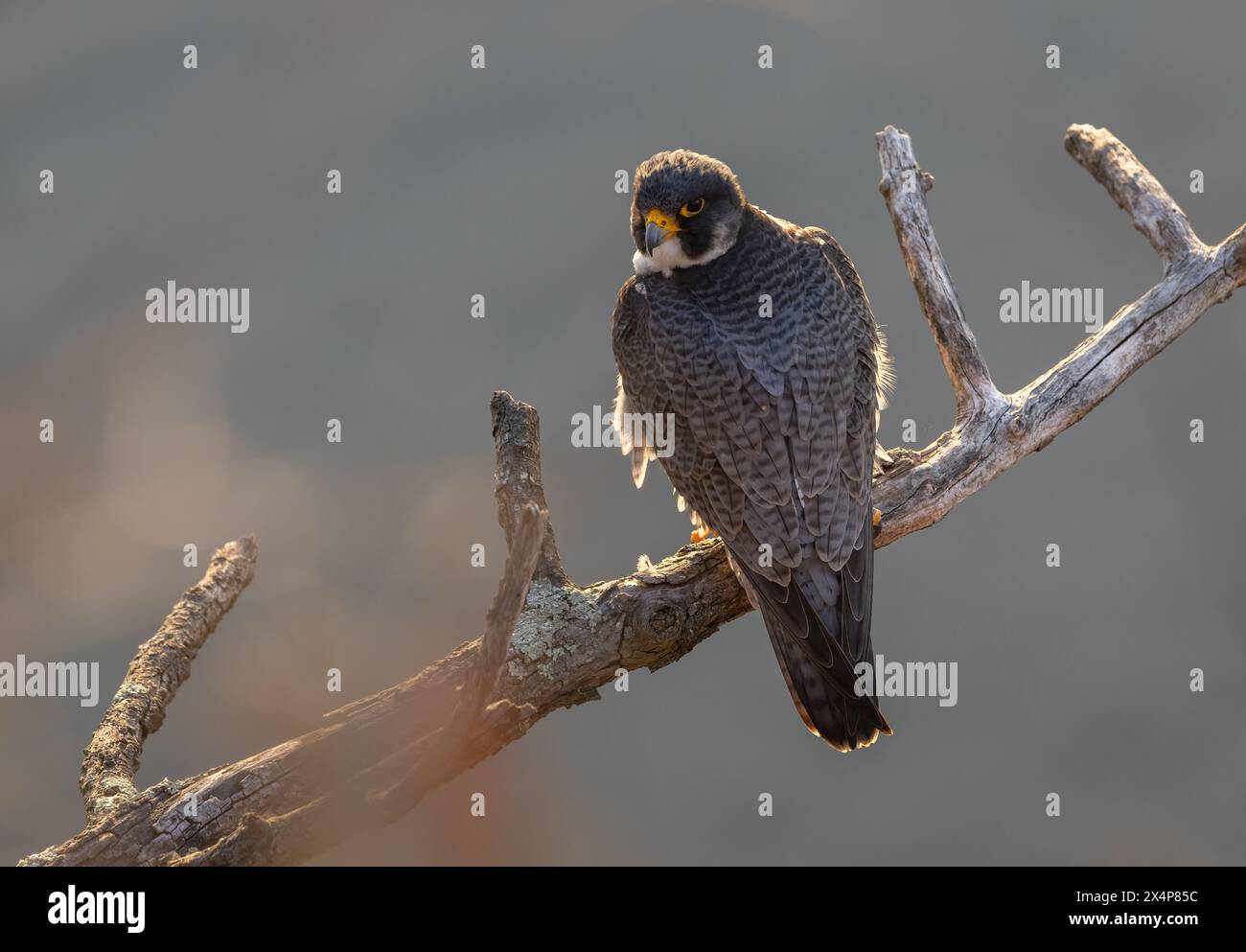 Peregrine Falcon hunting in New Jersey Stock Photo - Alamy