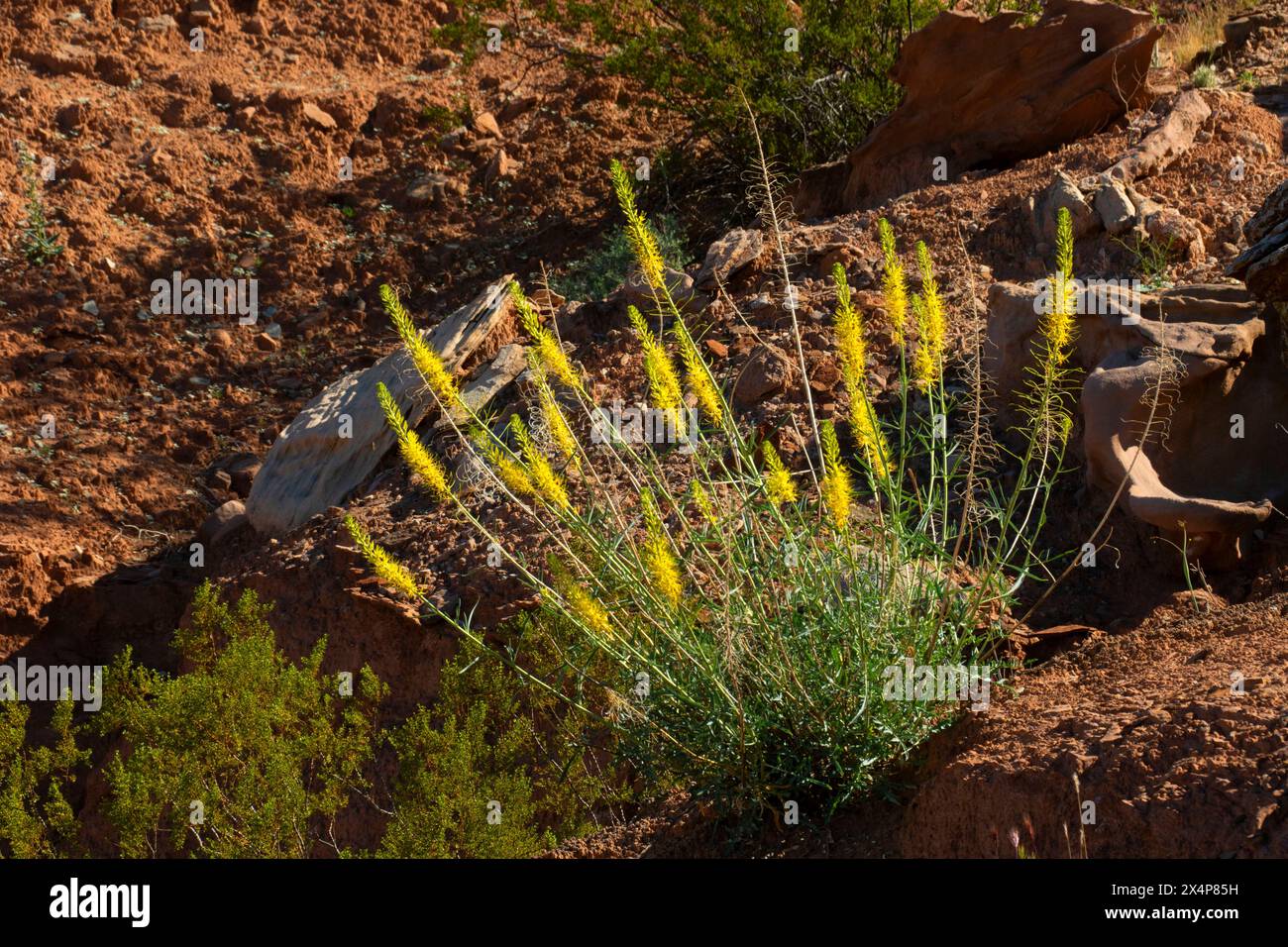 Desert prince's plume (Stanleya pinnata), Little Black Mountain ...