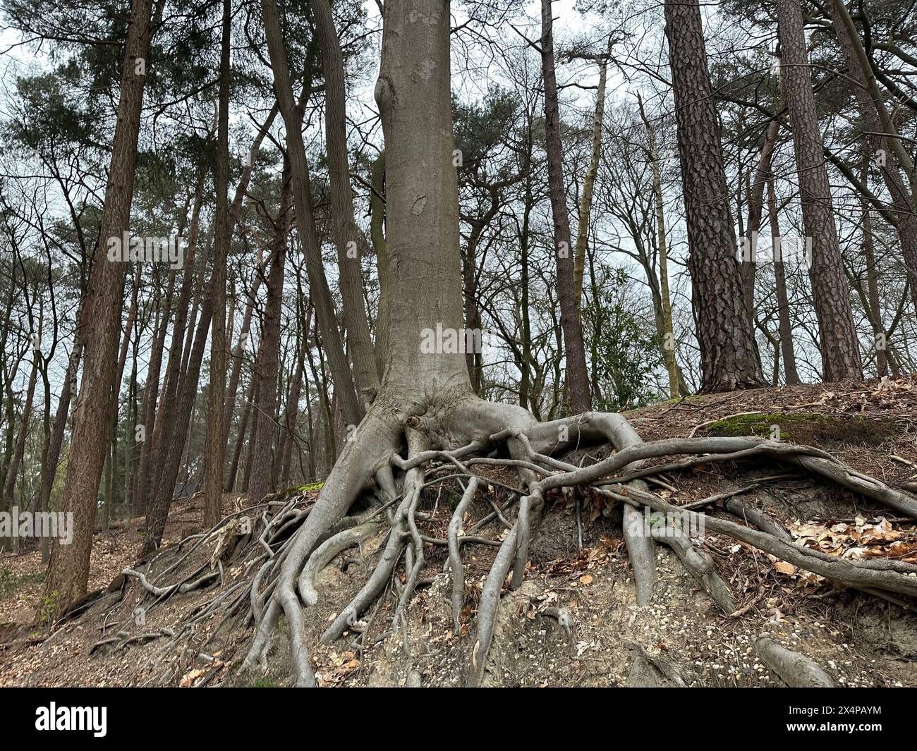 Tree with roots showing above ground in forest Stock Photo - Alamy