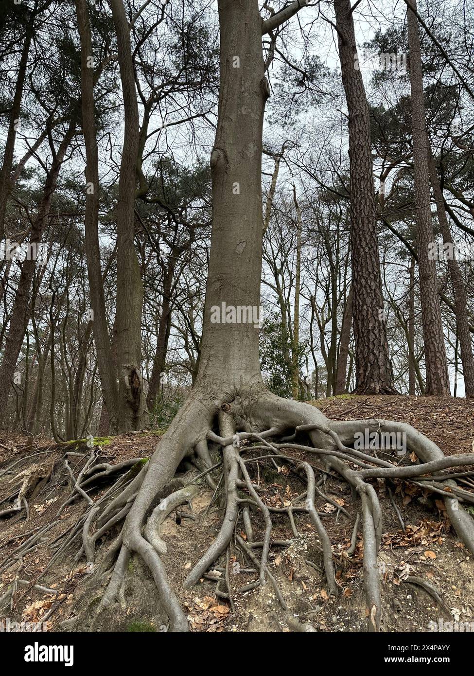 Tree roots growing above ground hi-res stock photography and images - Alamy