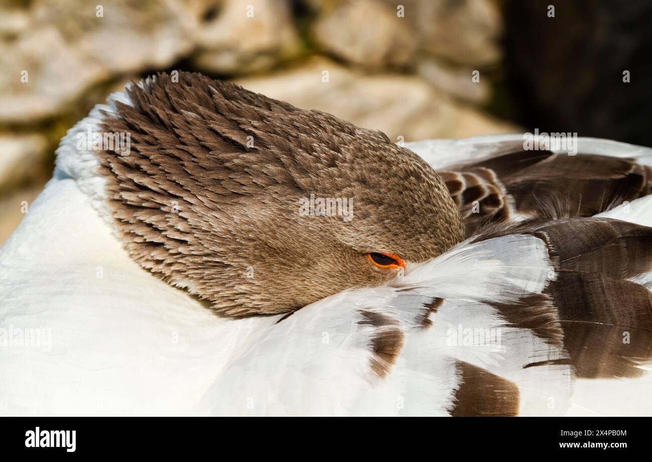Italy, sicily, wild duck in a park (Anas Platyrhynchos Stock Photo - Alamy