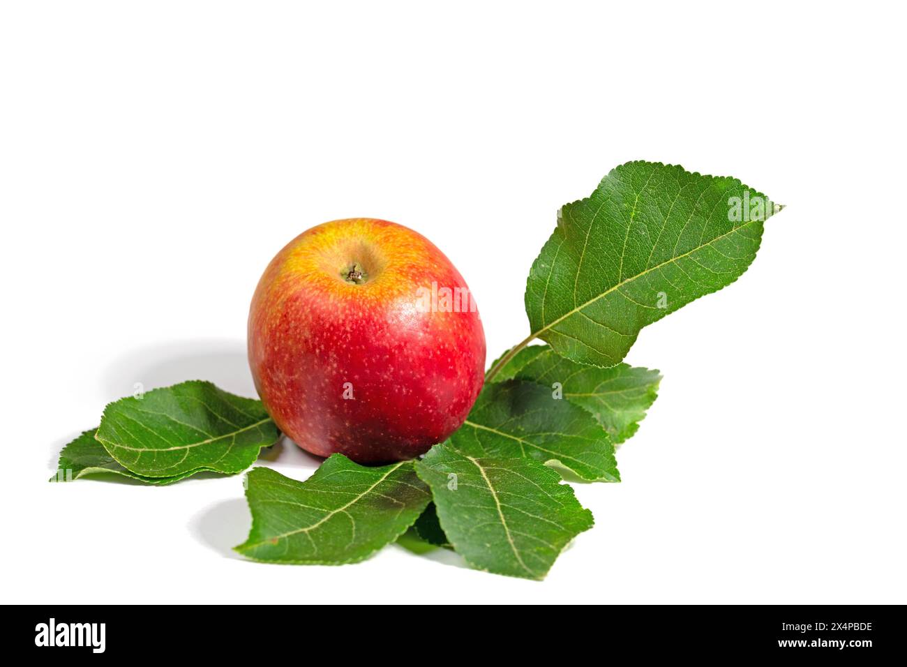 Apple and leaves isolated against white background Stock Photo - Alamy