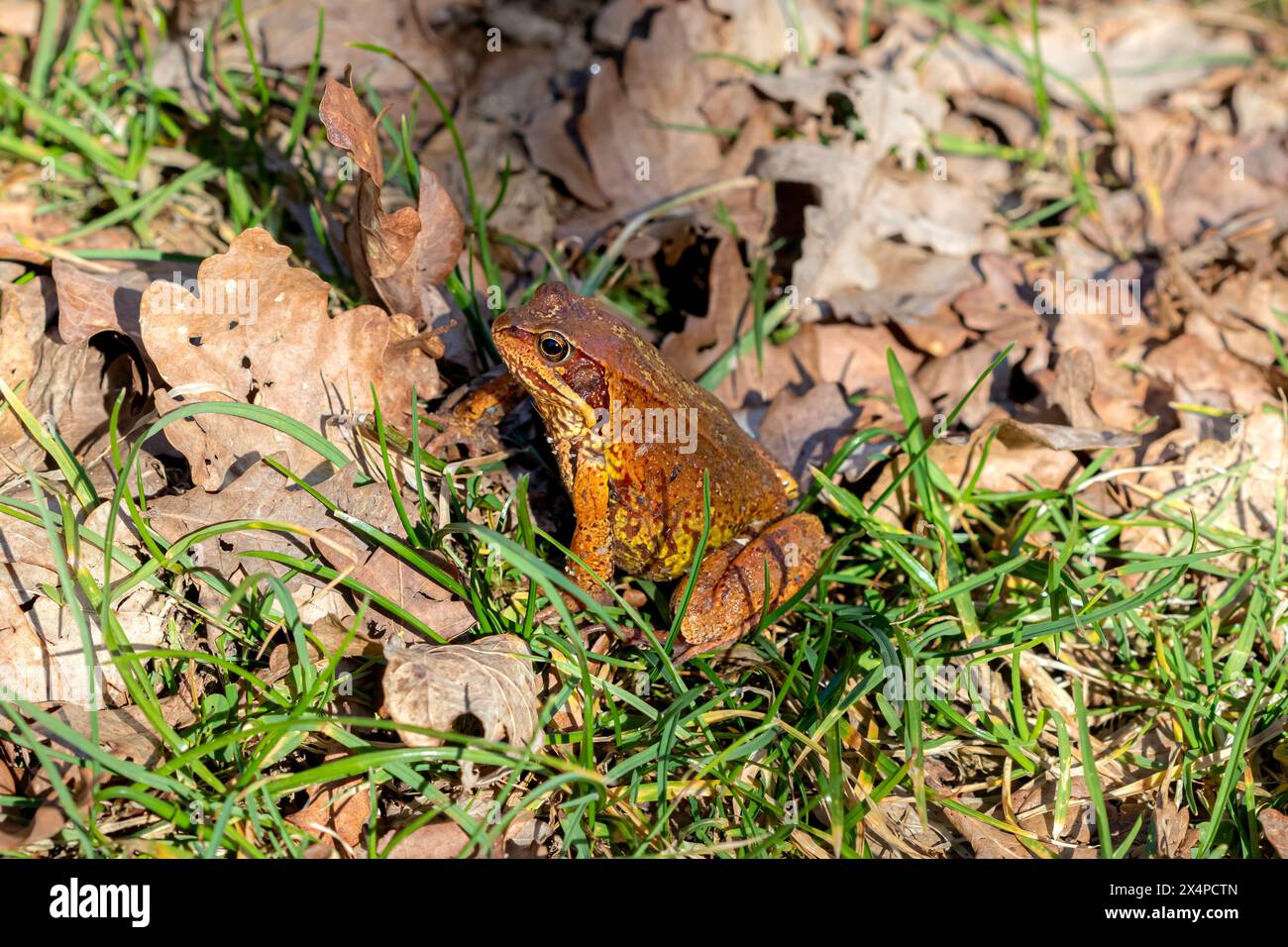 Common frog (Rana temporaria) moving through grass and dead leaves ...