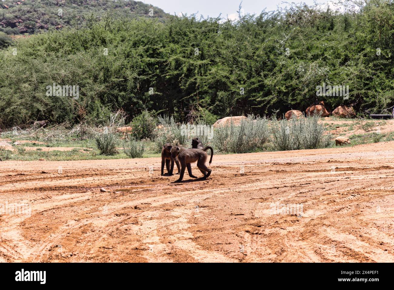 Effects of deforestation hi-res stock photography and images - Alamy