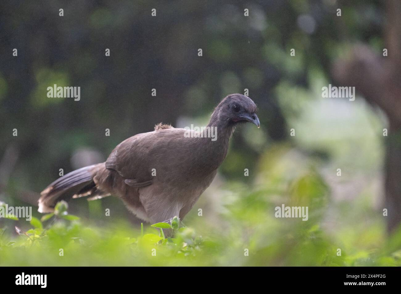 Chachalaca vetula hi-res stock photography and images - Alamy