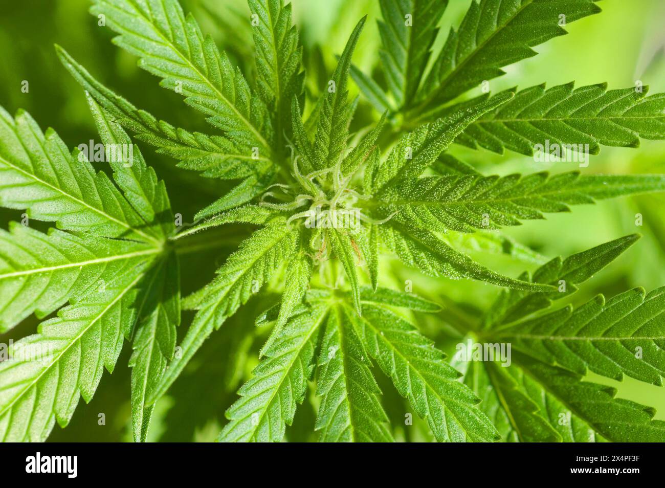 Types of weed hi-res stock photography and images - Alamy