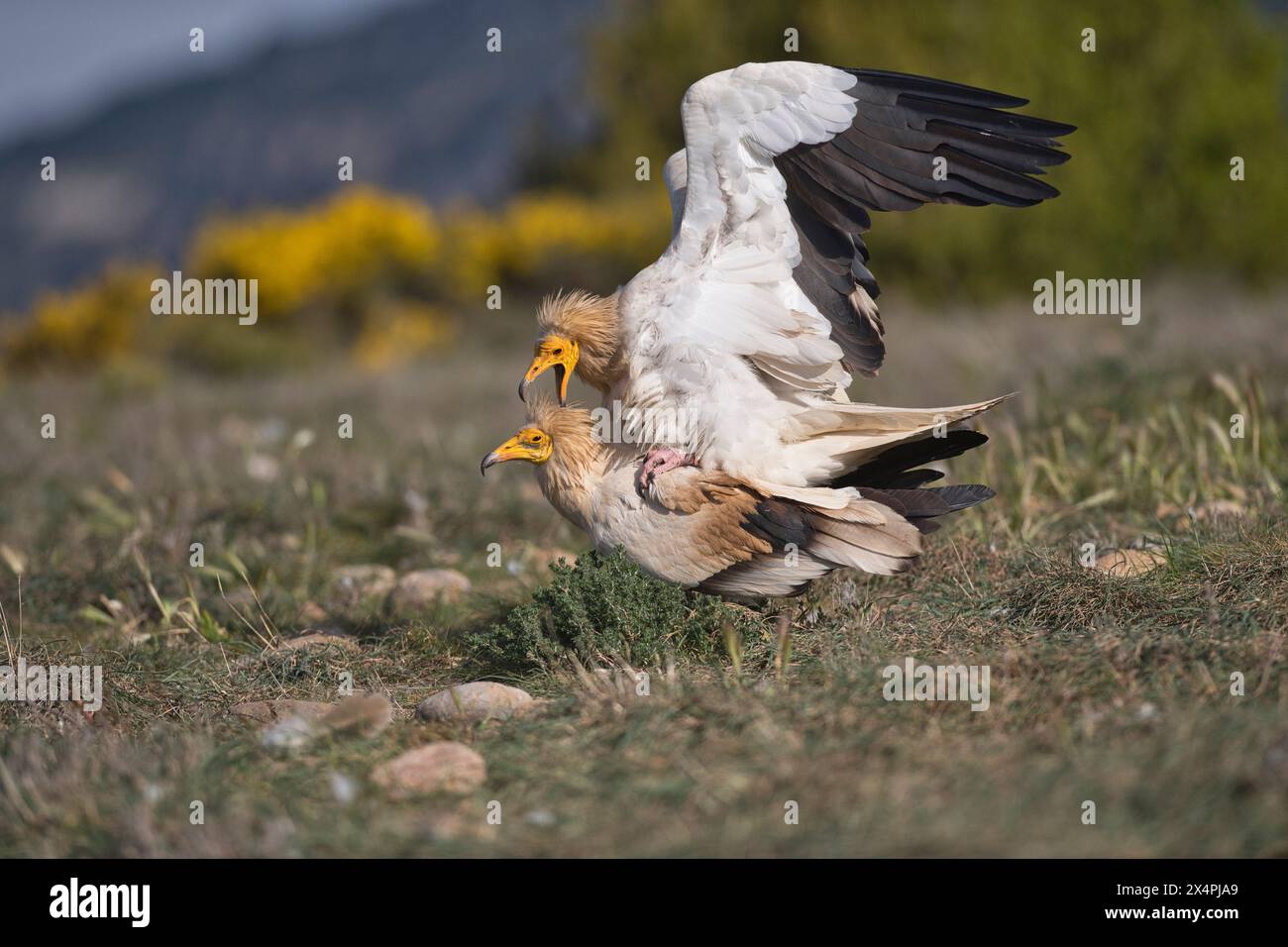 Egyptian vulture (Neophron perenopterus), mating pair Stock Photo - Alamy