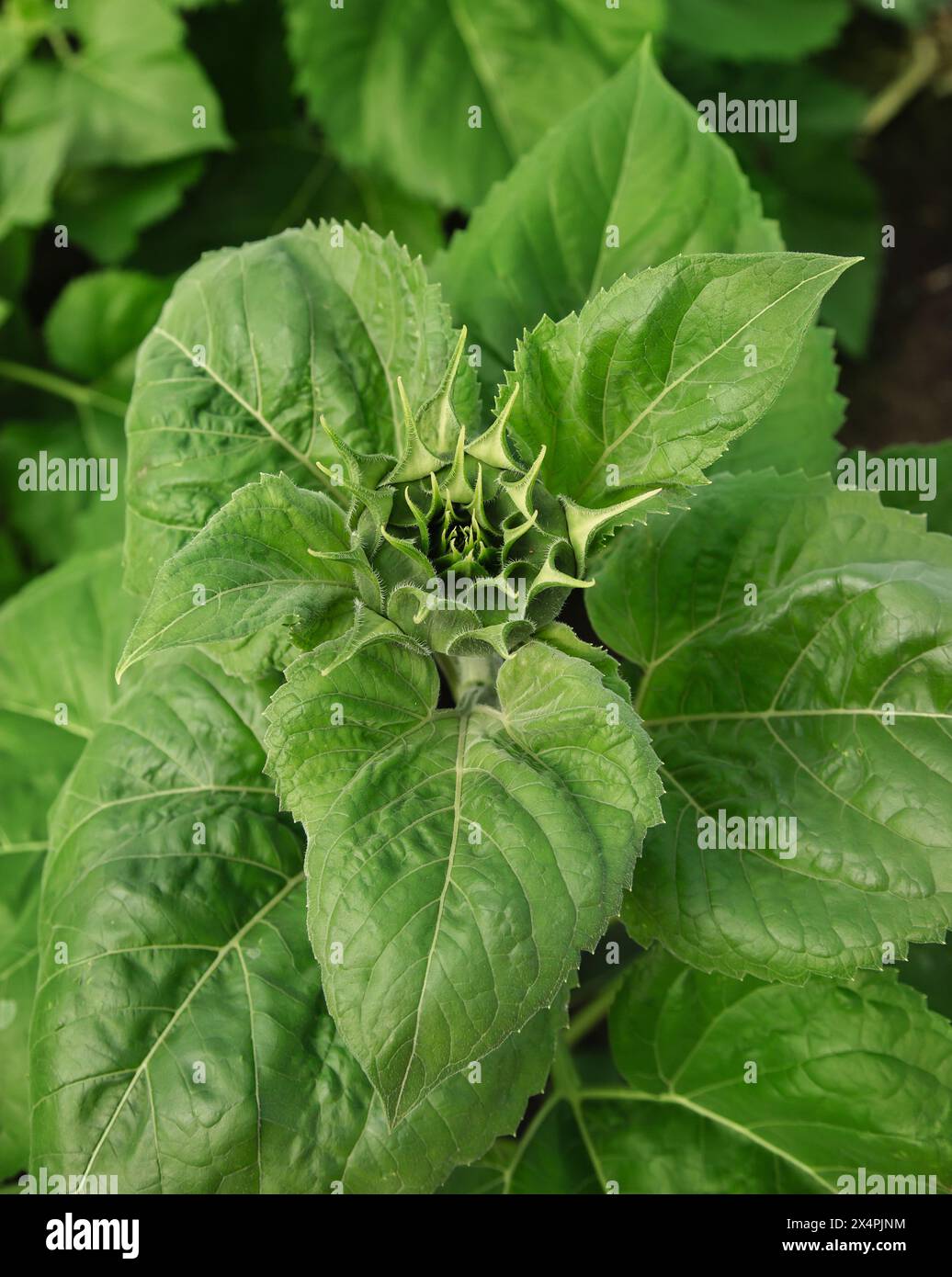 Close-up of a young sunflower bud in a field, stem and green leaves ...