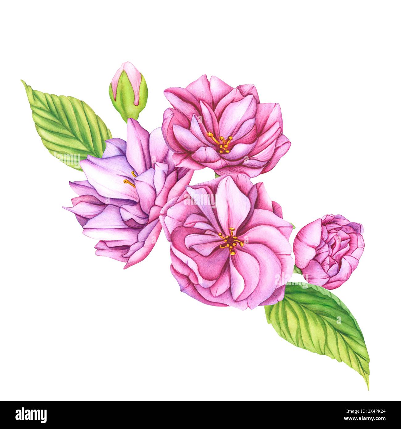 Pink cherry blossoms bouquet. Watercolor illustration sakura flower ...