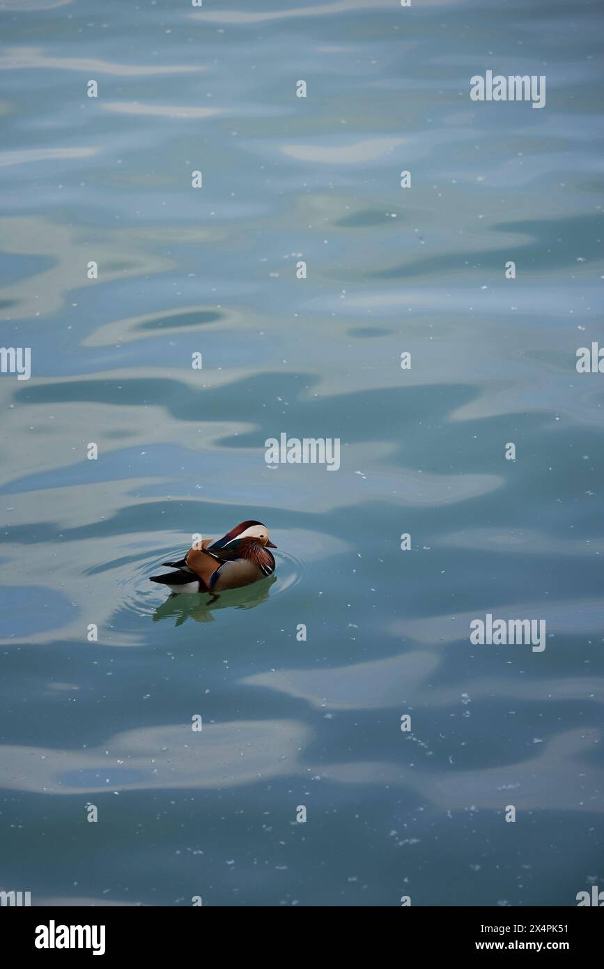 Colorful Mandarin duck Aix galericulata in Beihai park in Beijing ...