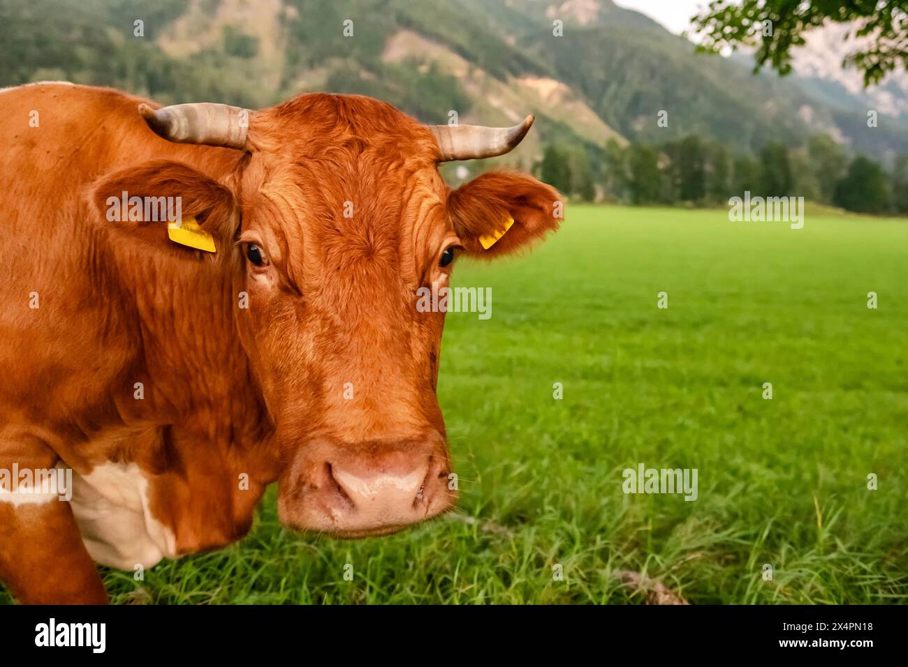 Brown cow portrait in an Alpine landscape in Slovenia Stock Photo - Alamy