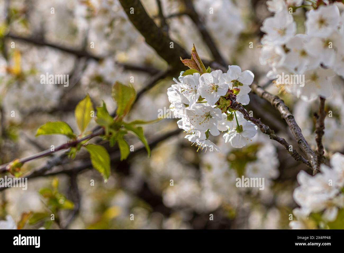 New fresh cut key hi-res stock photography and images - Alamy