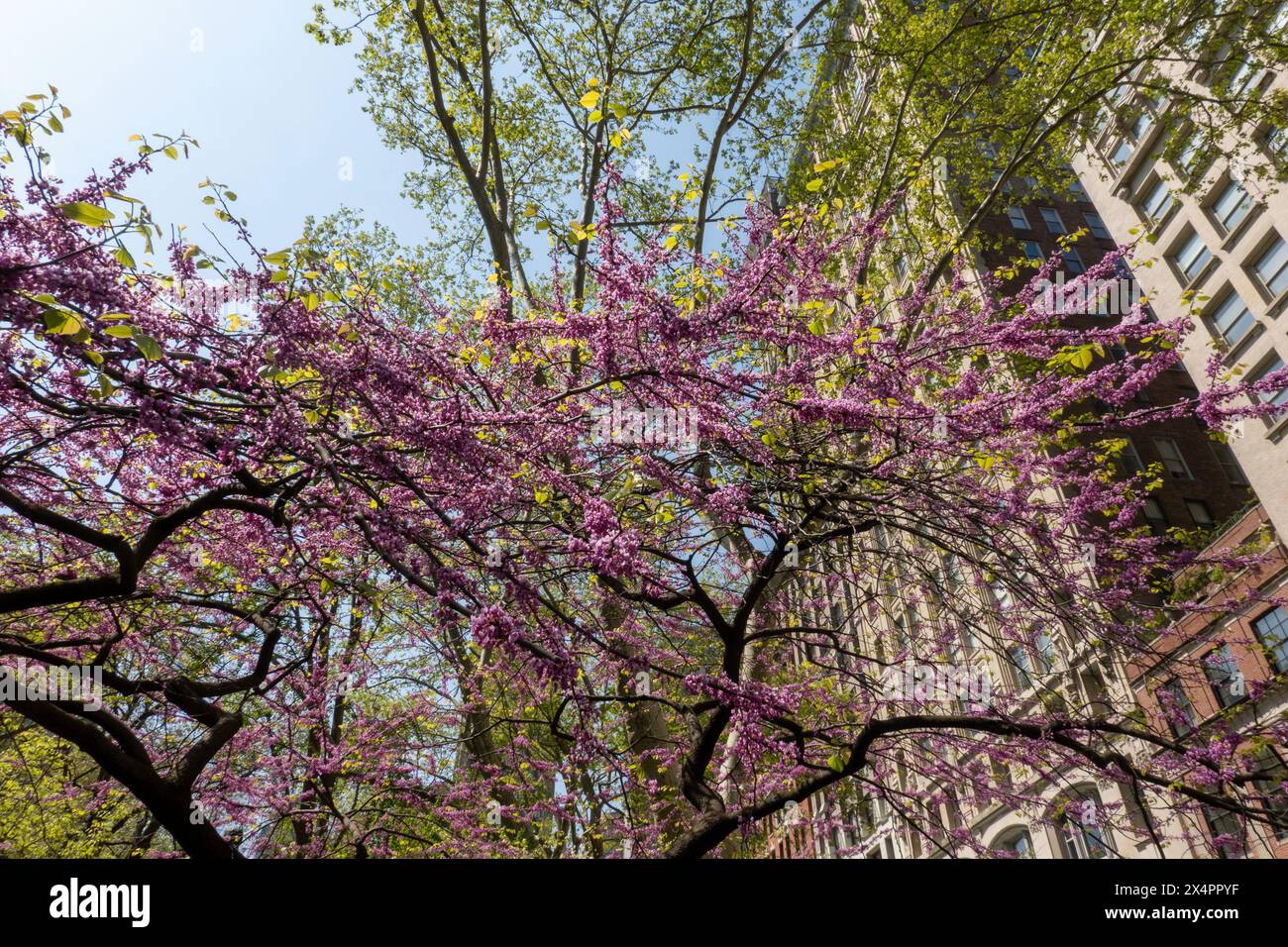 Springtime is beautiful in Madison Square Park, NYC, USA, 2024 Stock ...