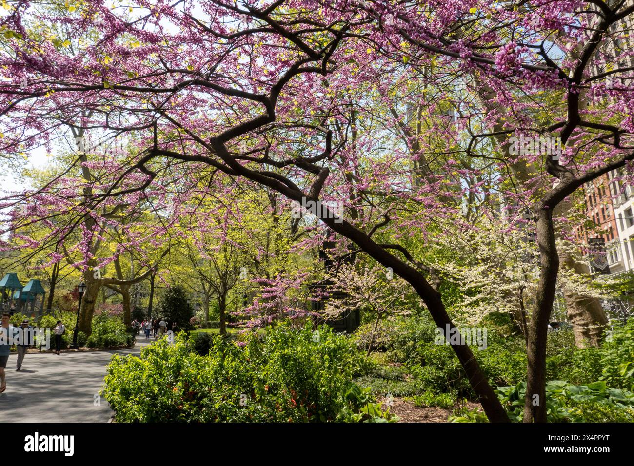 Madison Square Park in the springtime is an urban oasis for tourist and ...