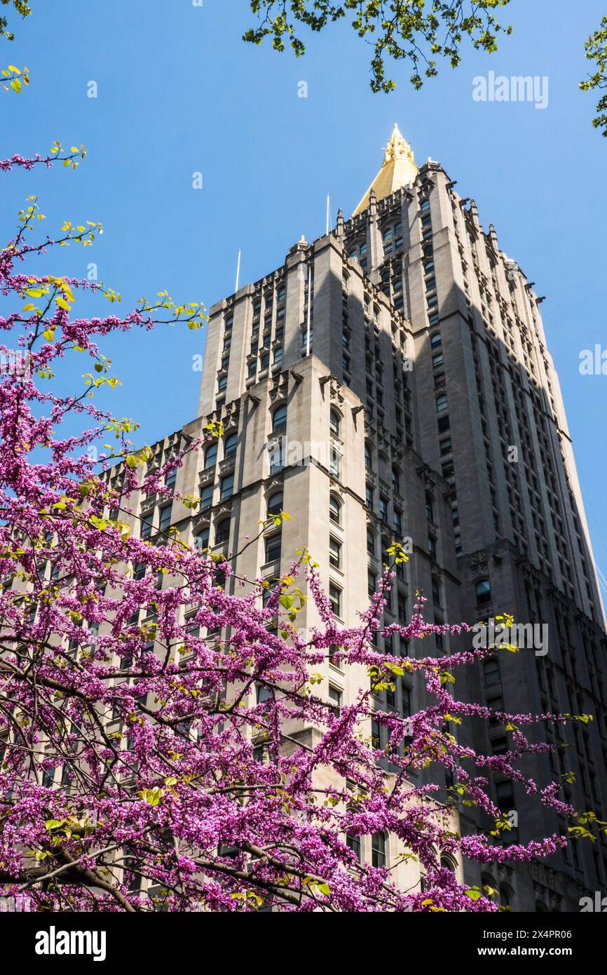 Madison Square Park in the springtime is an urban oasis for tourist and ...