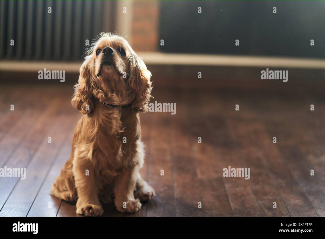 American Cocker Spaniel sitting on the floor Stock Photo - Alamy