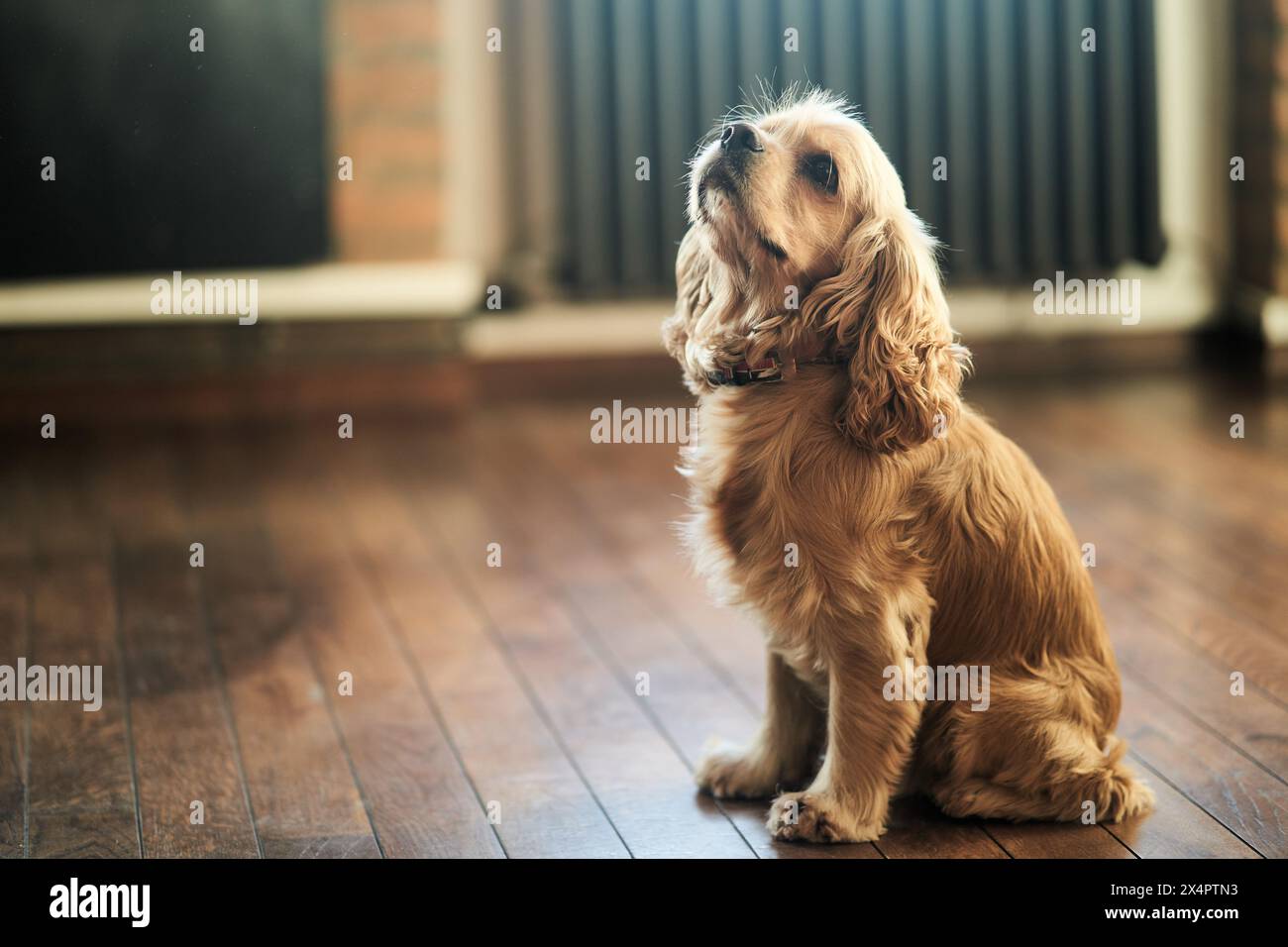 American Cocker Spaniel sitting on the floor Stock Photo - Alamy