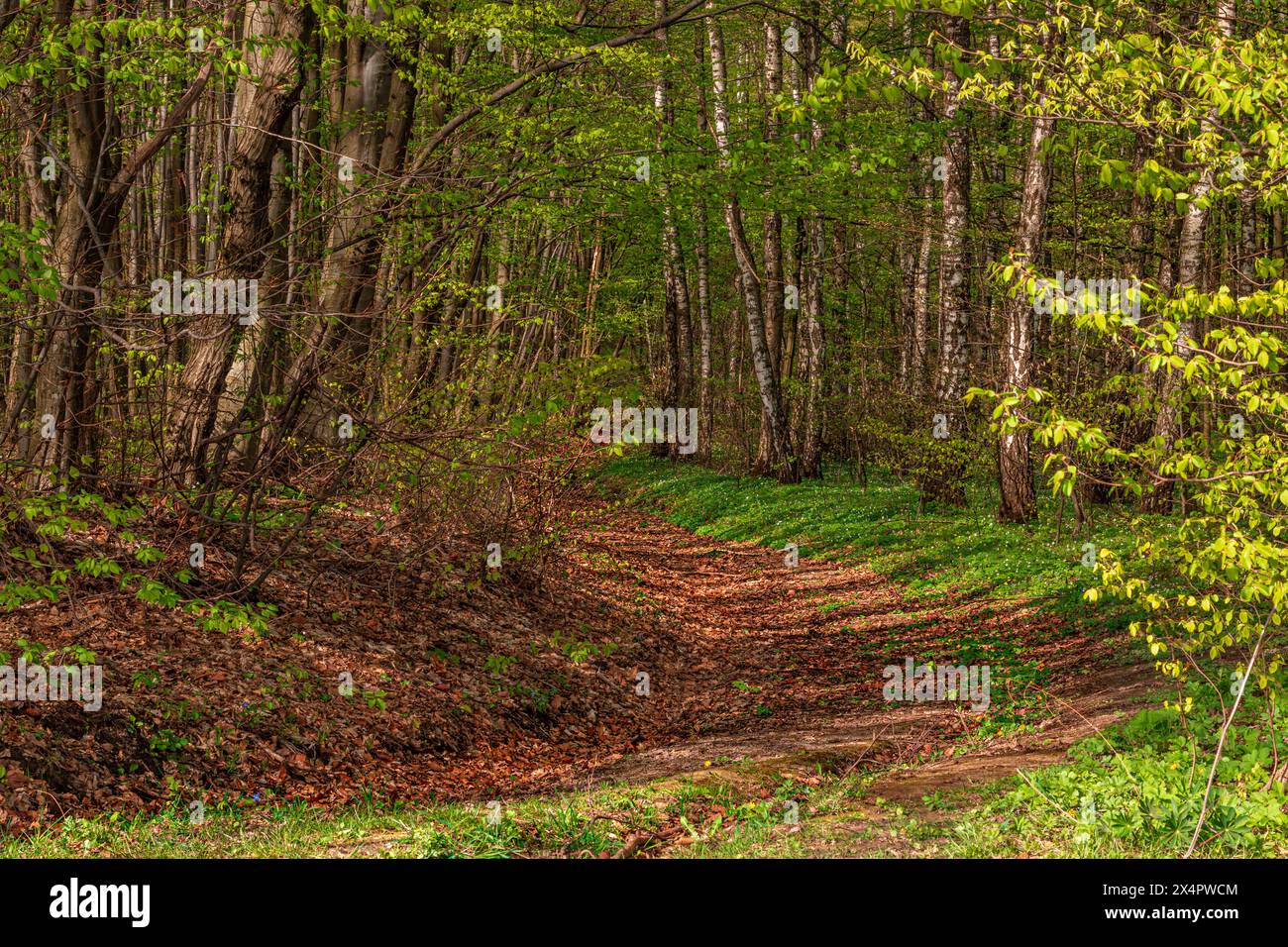 Beautiful green summer forest. Spring background, backdrop Stock Photo ...