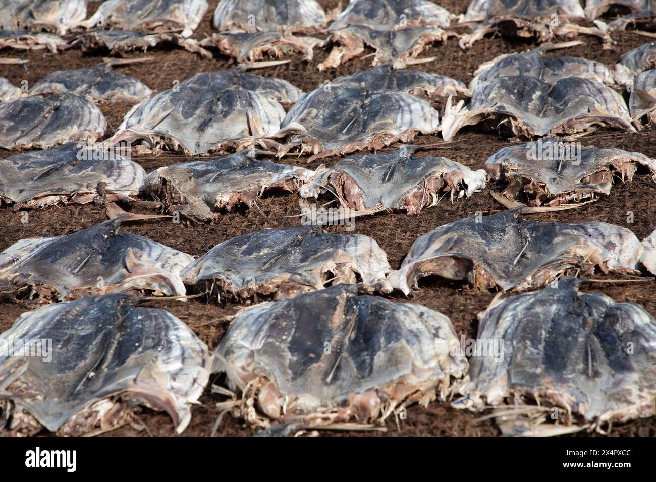 Gutted processed many small tuna fillets are dried in the sun ...