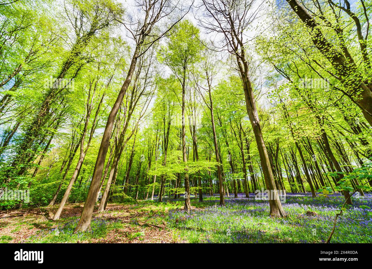 Converging verticals looking up at vibrant beech trees with fresh ...