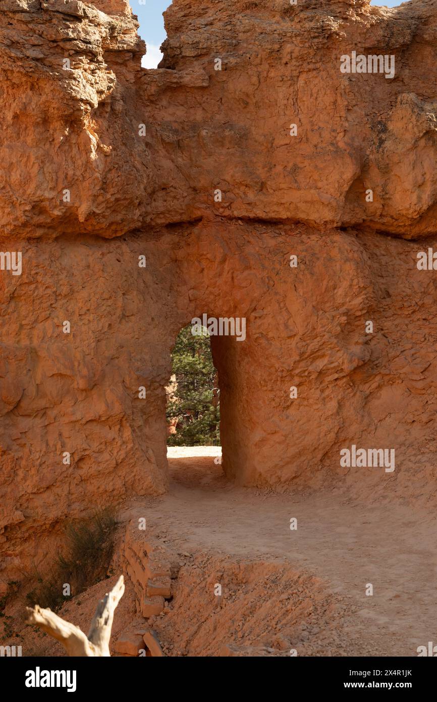 Trail Heads Through Thick Orange Tunnel In Bryce Canyon Stock Photo - Alamy