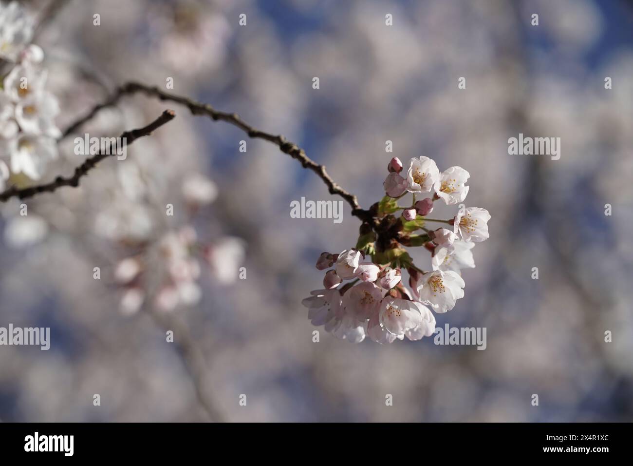 Cherry blossom flowers spring seasion blooming Stock Photo - Alamy