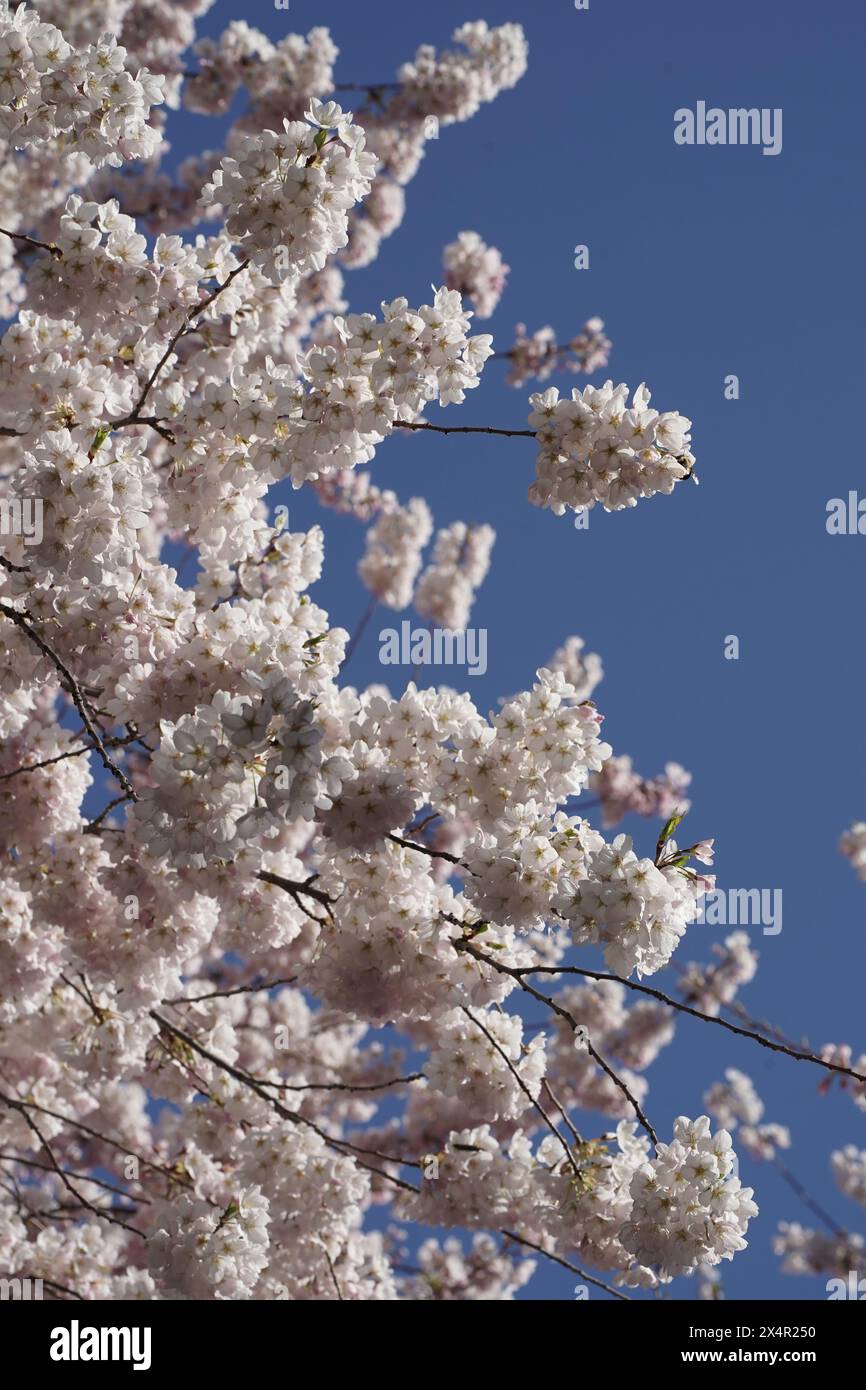 Cherry blossom flowers spring seasion blooming Stock Photo - Alamy