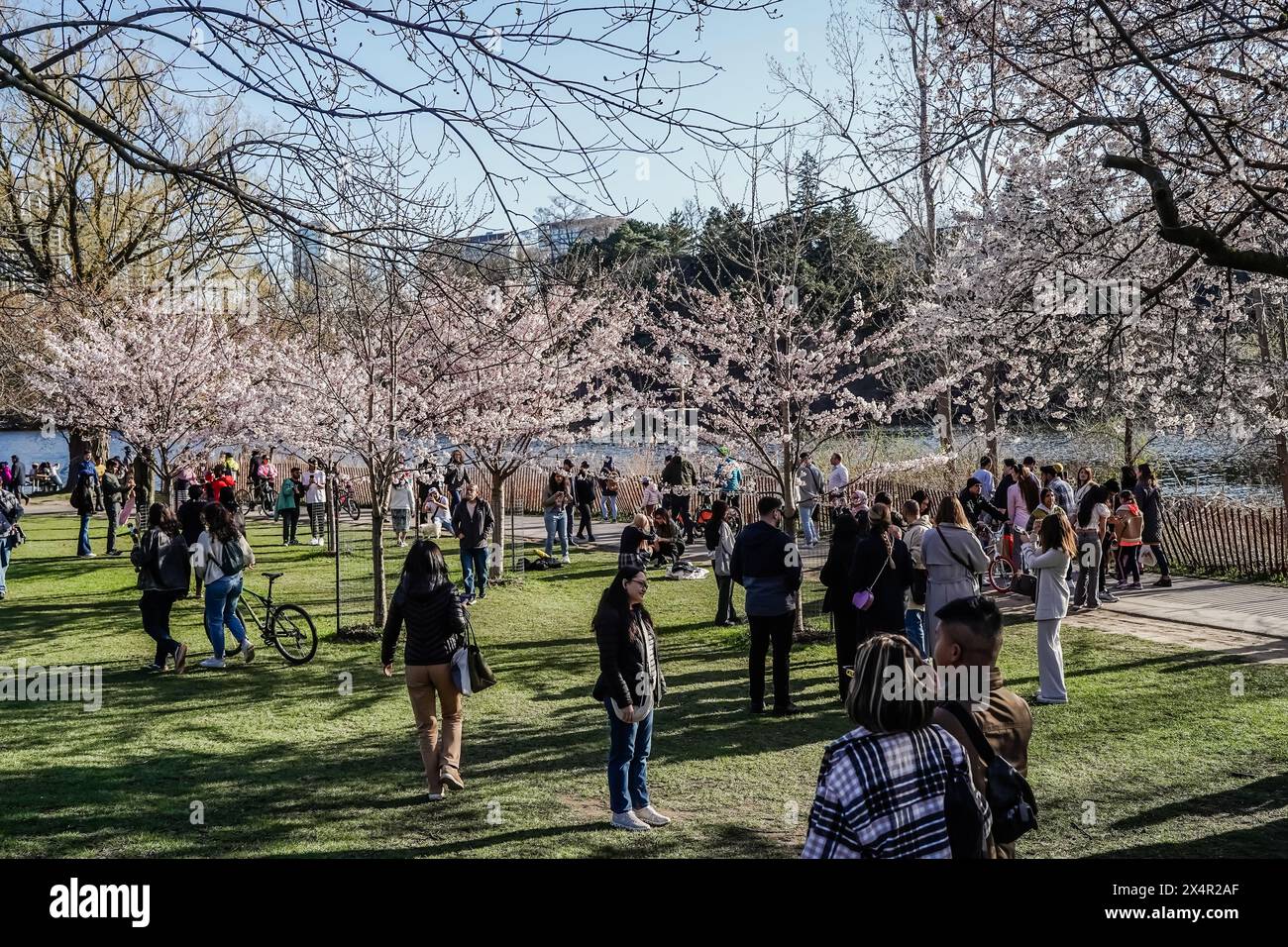 Crowd at high park Toronto during the annual cherry blossom season ...
