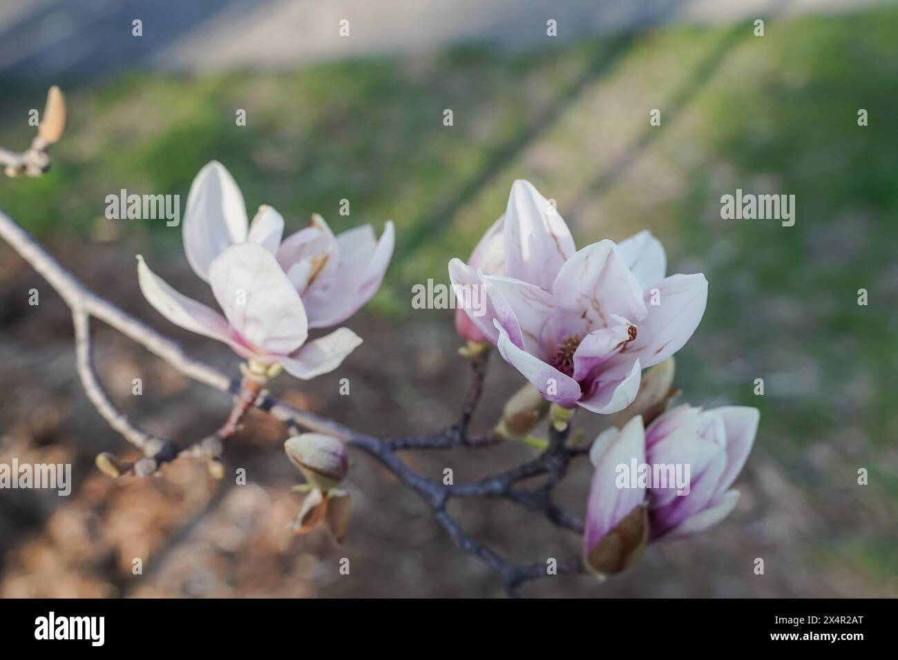 magnolia blooming season Stock Photo - Alamy