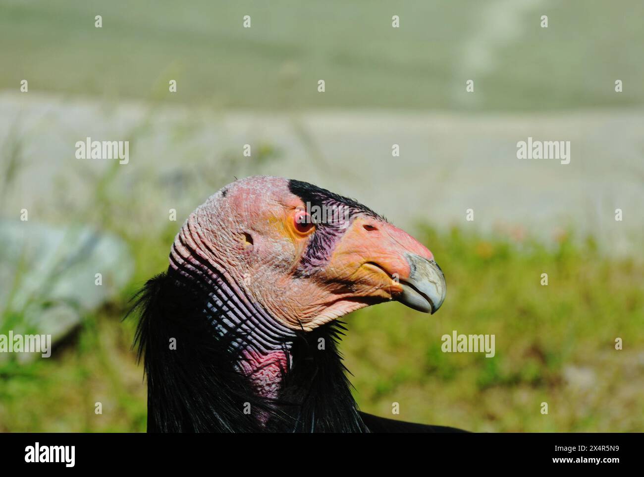 Profile portrait of condor, fro, the neck up. Depicting his fierce and ...