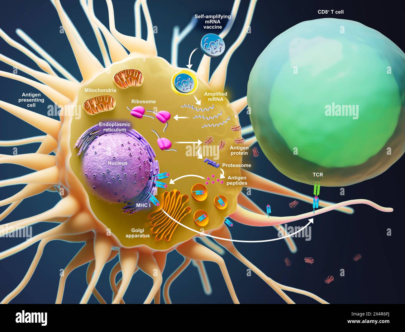 Illustration of the self-amplifying mRNA (messenger ribonucleic acid ...