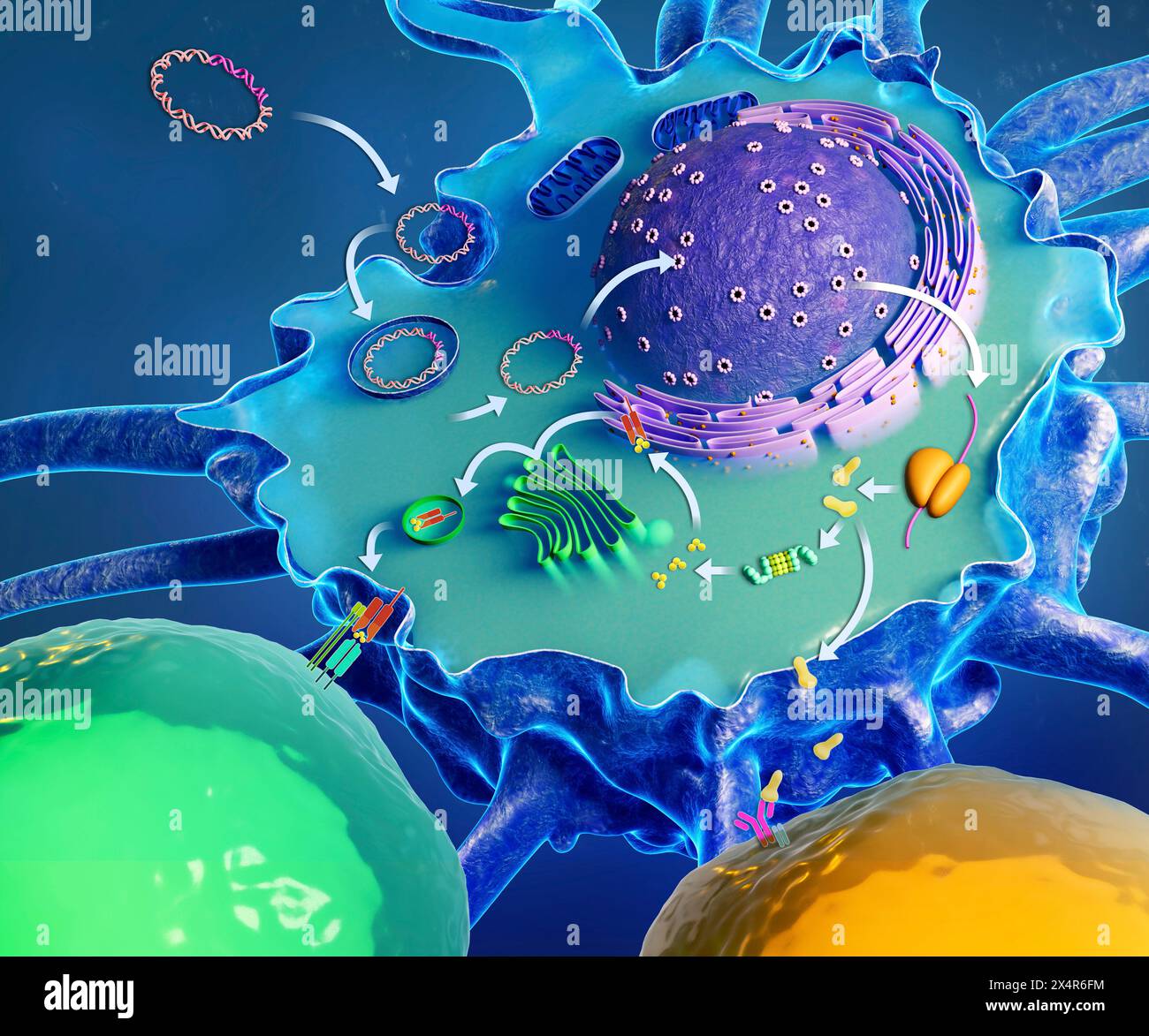 Illustration of the DNA (deoxyribonucleic acid) vaccine (plasmid ...