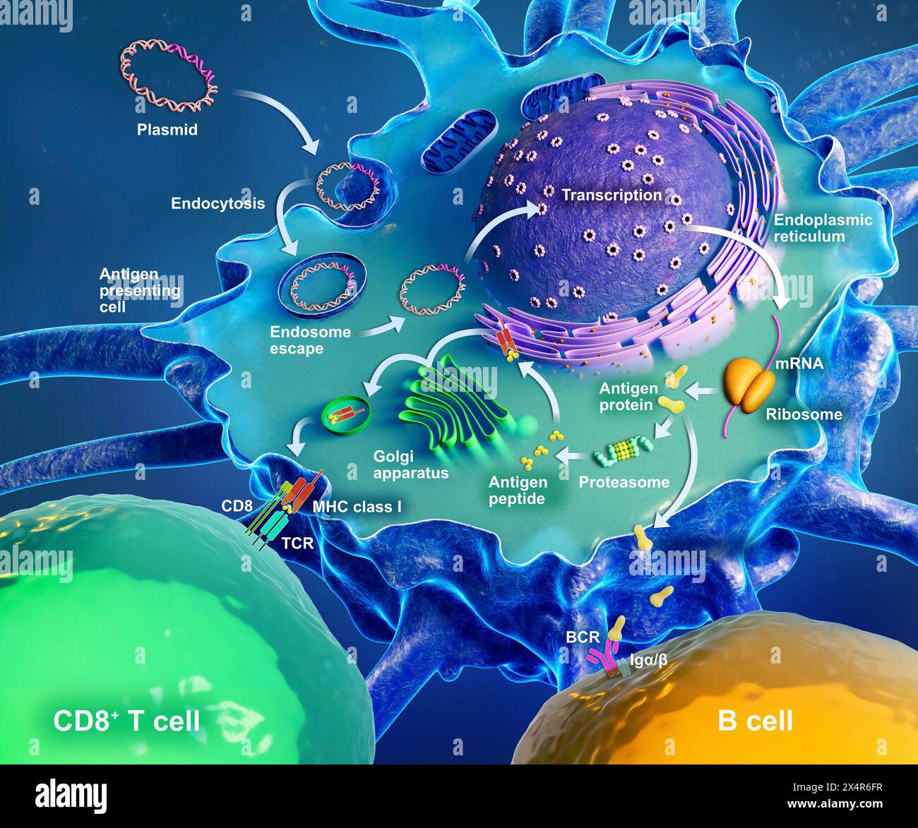 Illustration of the DNA (deoxyribonucleic acid) vaccine (plasmid ...