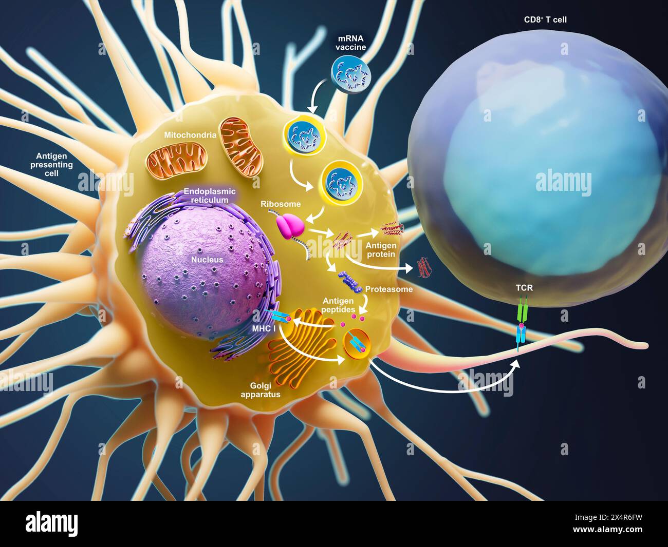 Illustration of the mRNA (messenger ribonucleic acid) vaccine entering ...