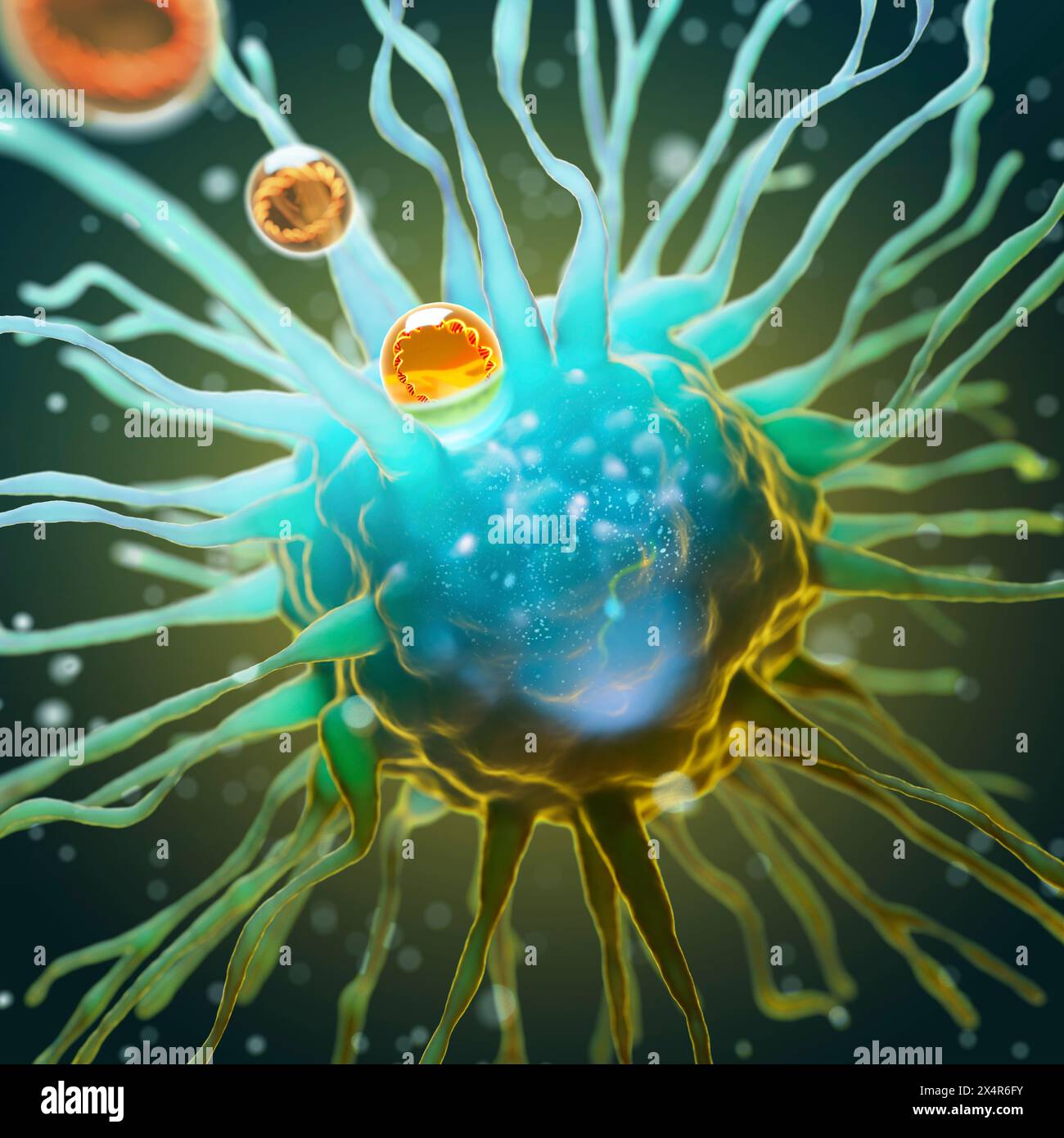 Illustration of a DNA (deoxyribonucleic acid) vaccine (orange) entering ...