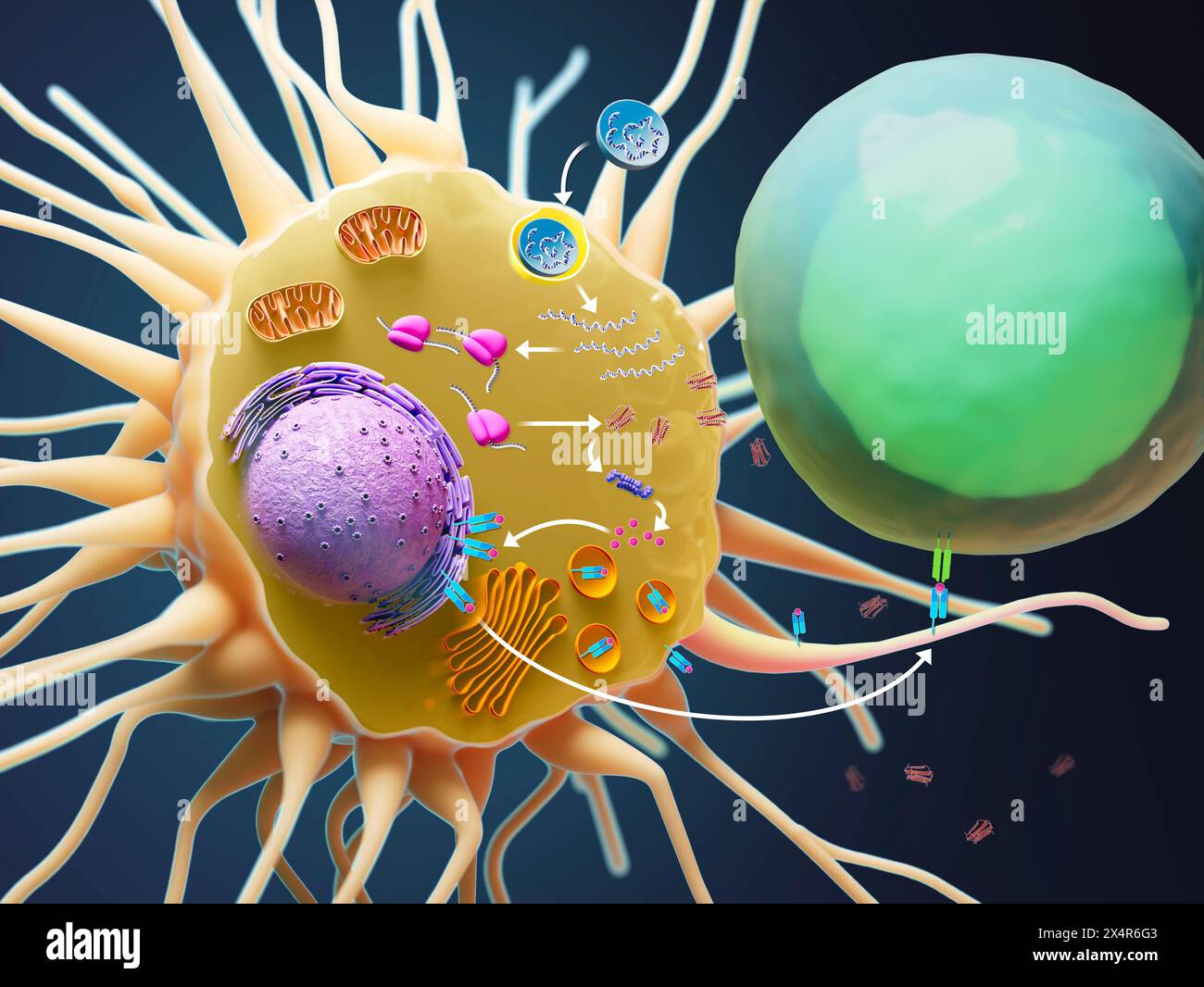 Illustration of the self-amplifying mRNA (messenger ribonucleic acid ...