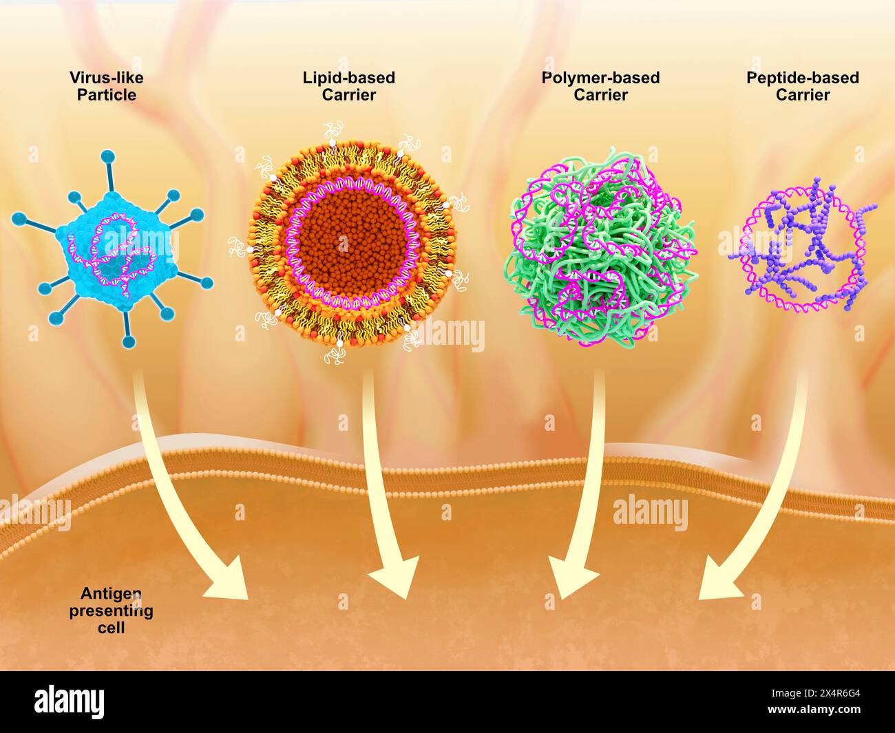 Illustration of some of the different types of carriers that can be ...