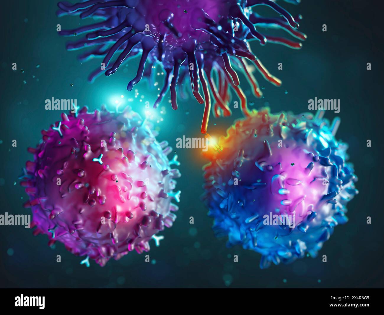 Antigen presentation presenting cell hi-res stock photography and ...