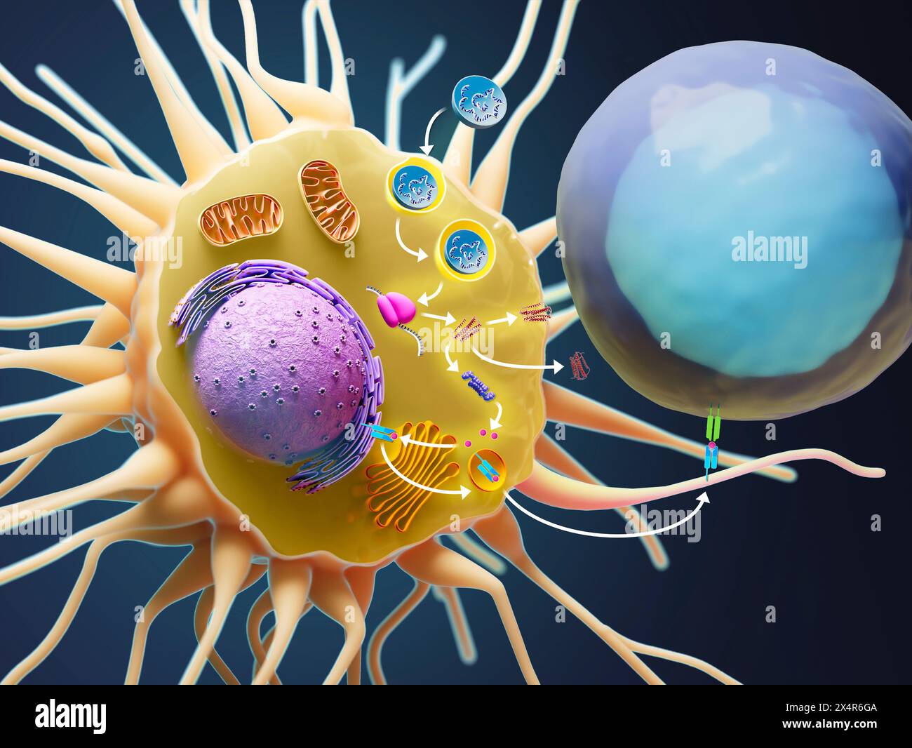 Illustration of the mRNA (messenger ribonucleic acid) vaccine entering ...