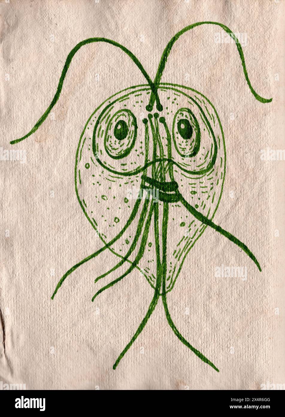 Illustration of the Giardia intestinalis protozoan. This flagellated ...